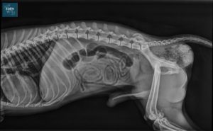 Perineal Hernia Surgery In Dogs | Eden Vets Referral