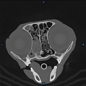 Dog CT Scan in Crewe | Pet CT Scan | Eden Veterinary Referrals