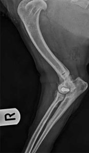 Orthopaedic Vet Surgery | TPLO | Dog Cruciate Ligament | Eden Vets