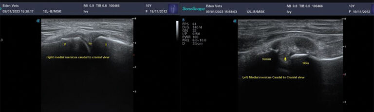 Dog Ultrasound In Crewe | Canine Musculoskeletal Ultrasound | Eden Vets