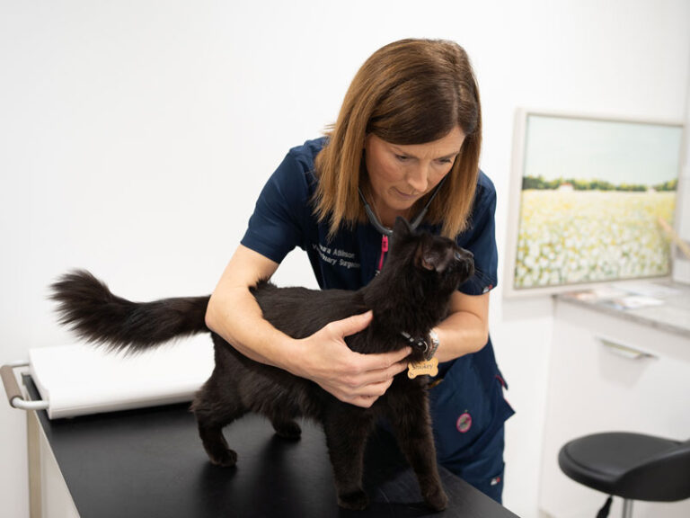 Feline Medicine | Cat Vet in Crewe | Eden Vet Referrals